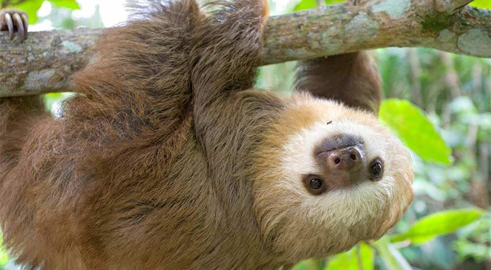 Two Fingered Sloths The Sloth Conservation Foundation