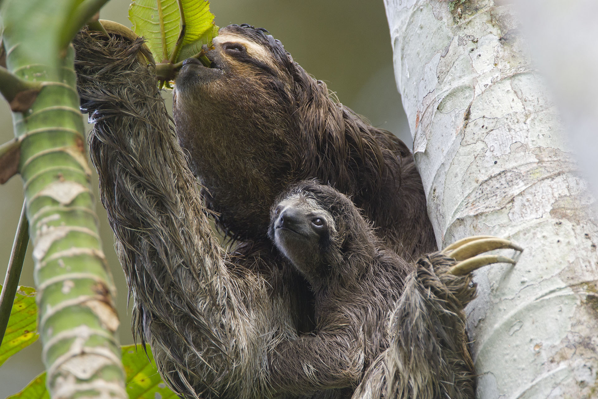 Diet of the Atlantic Forest Maned Sloth Bradypus Torquatus (Xenarthra: Bradypodidae) - The Sloth ...